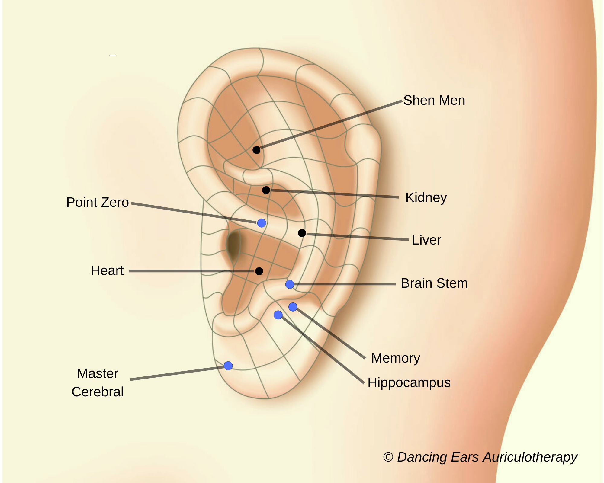 Auriculotherapy for ADHD and Memory Improvement: Ear Stimulation Techniques – Channel ...